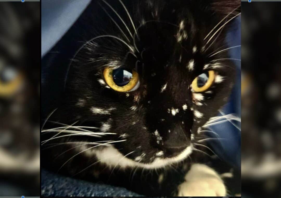Meet Gatsby, the Cat With Fur That Shines Like a Galaxy of Stars