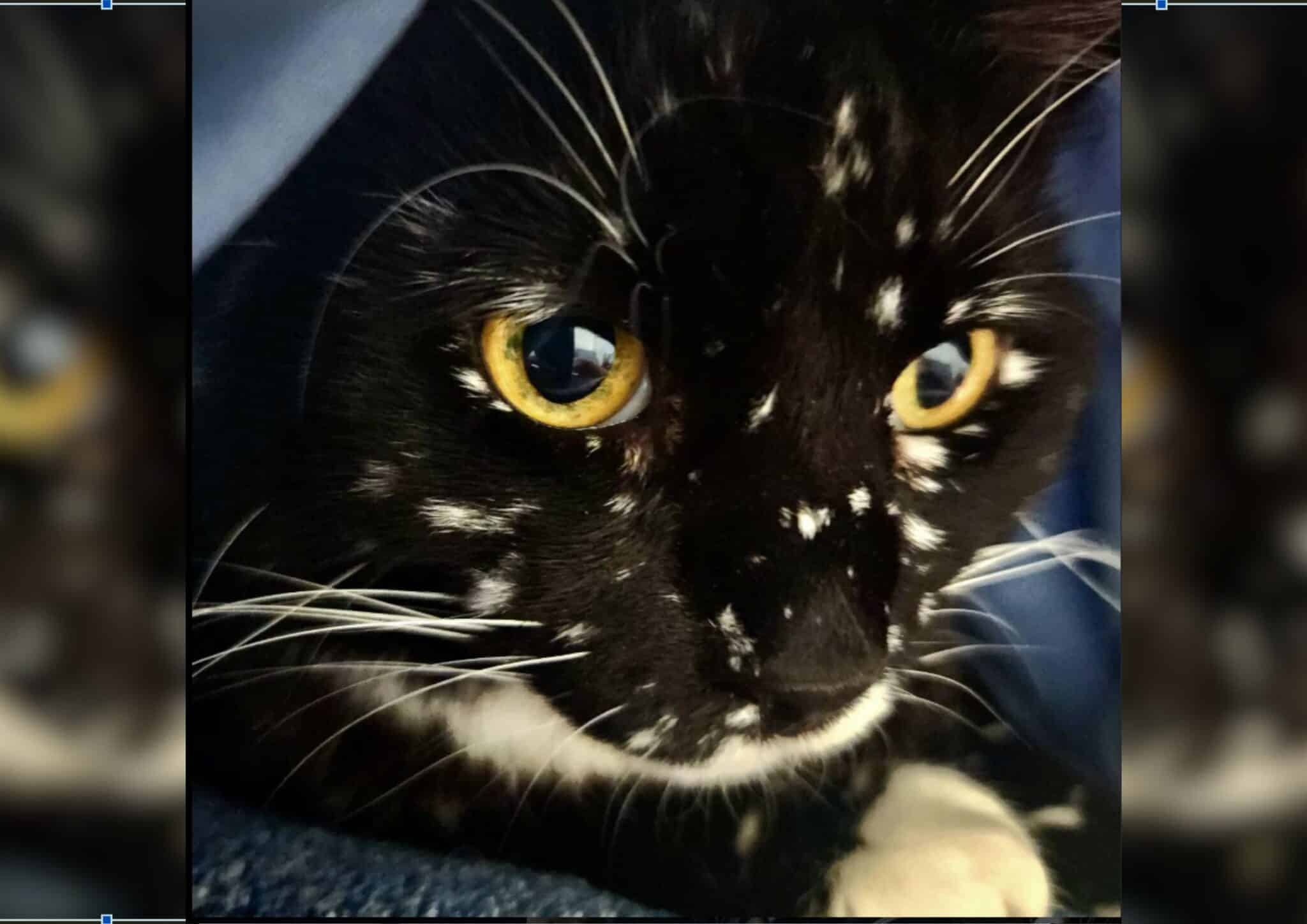 Meet Gatsby, the Cat With Fur That Shines Like a Galaxy of Stars