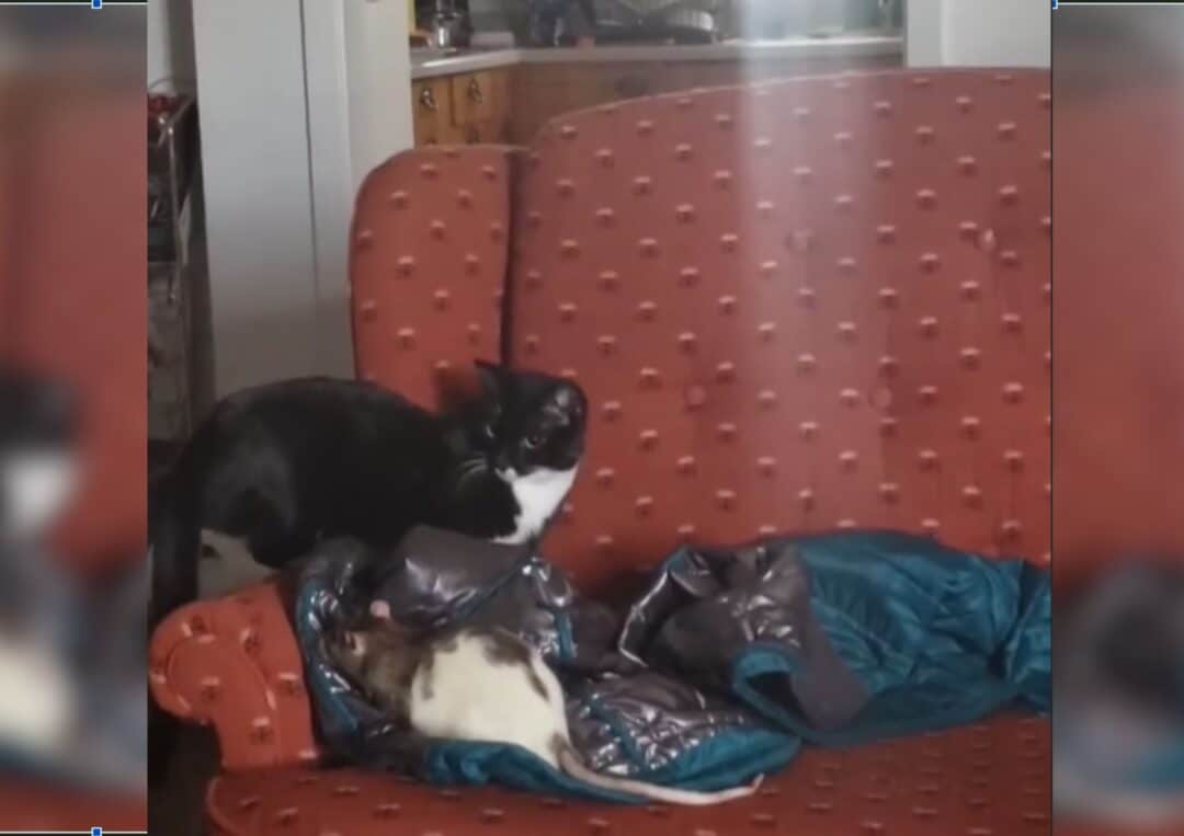 Meet Gatsby, the Cat With Fur That Shines Like a Galaxy of Stars