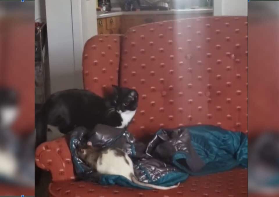 Meet Gatsby, the Cat With Fur That Shines Like a Galaxy of Stars