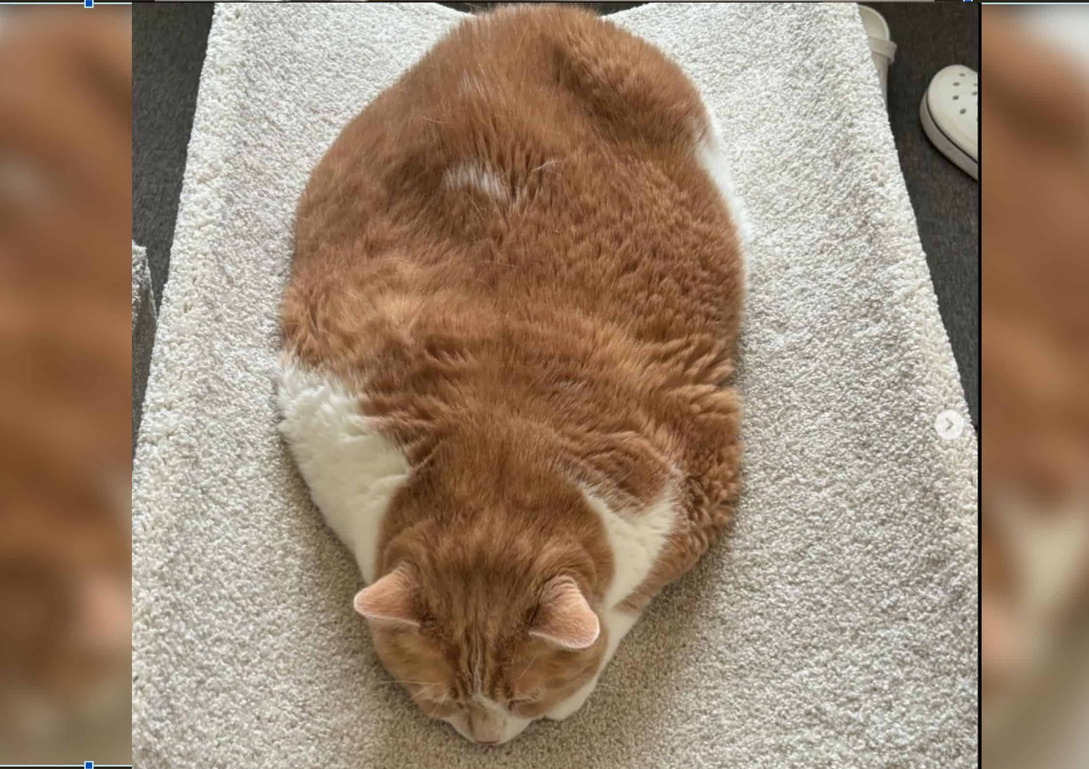 From Chunky to Charming, Axel Proved That No Weight Loss Challenge Is ...