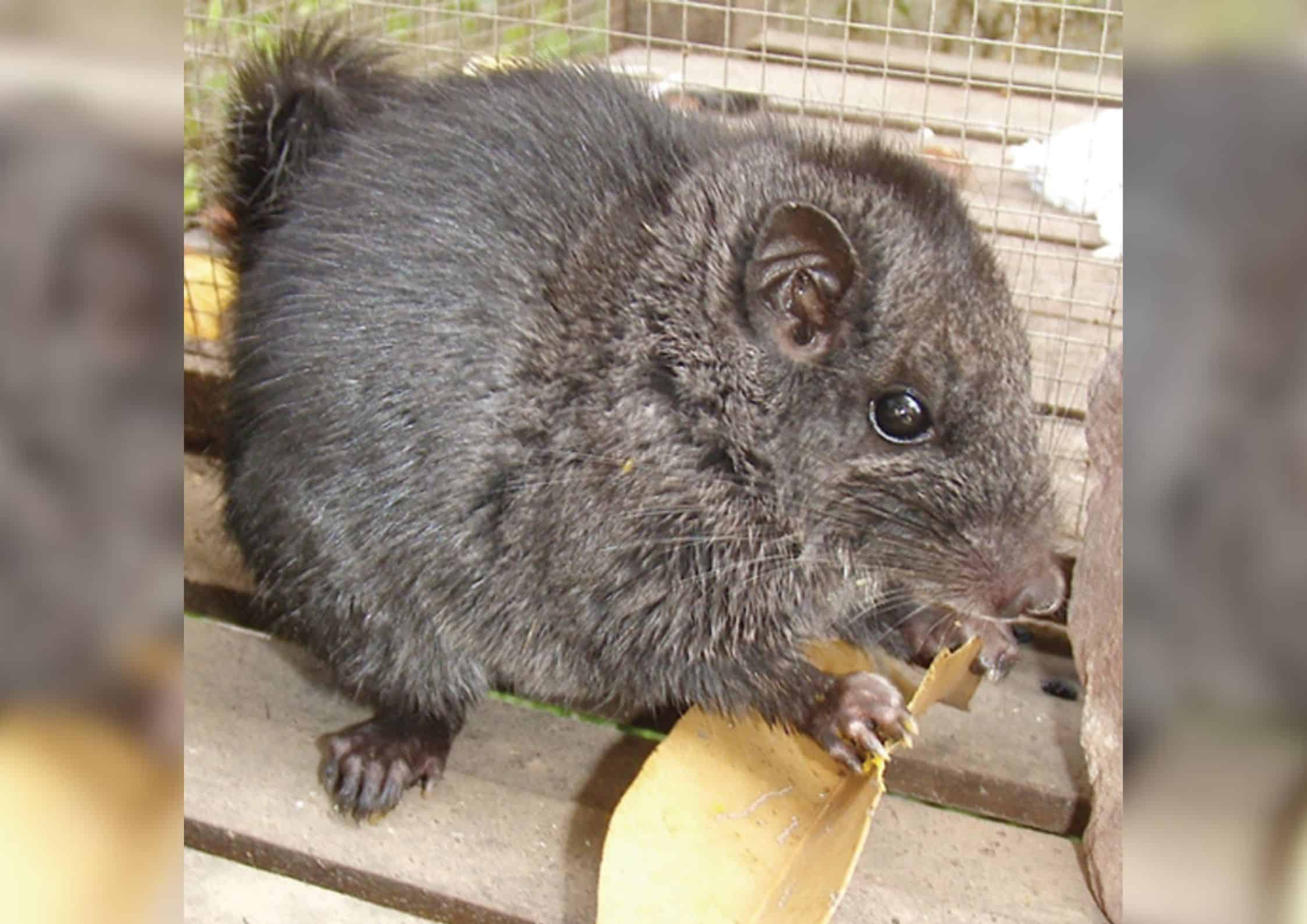 10 "Lazarus Species" That We Thought Were Gone Forever