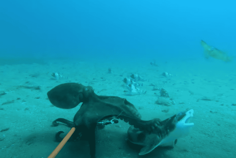 Octopus Vs. Shark? Shocking Footage Reveals an Unbelievable Battle