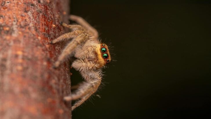 The Adorable Spider That Can Befriend and Remember People