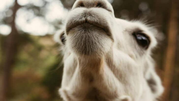 12 Incredibly Rare Animal Hybrids That Actually Exist - Animals Around ...