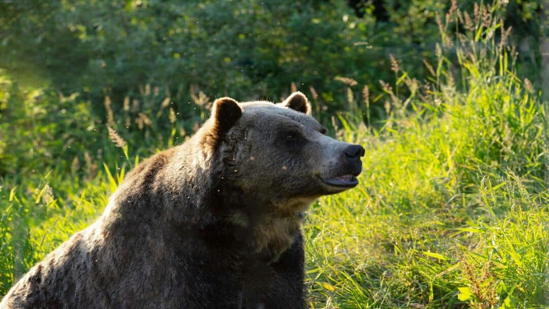 This Bear Can Smell Food from 18 Miles Away - Animals Around The Globe