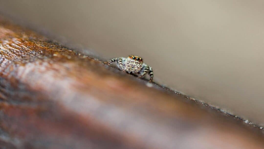 The Adorable Spider That Can Befriend and Remember People