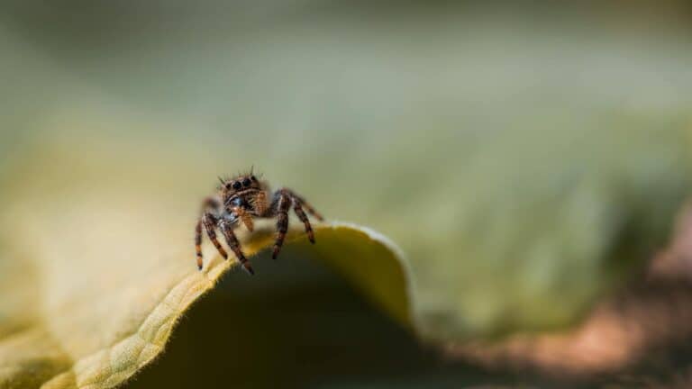 25 Stunning Facts About Jumping Spiders