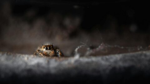 The Adorable Spider That Can Befriend and Remember People