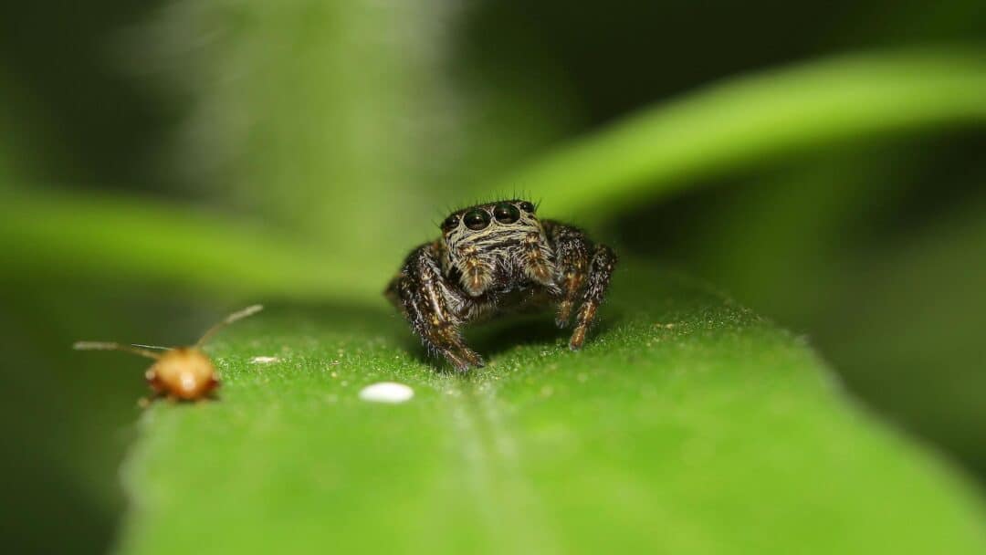 The Adorable Spider That Can Befriend and Remember People