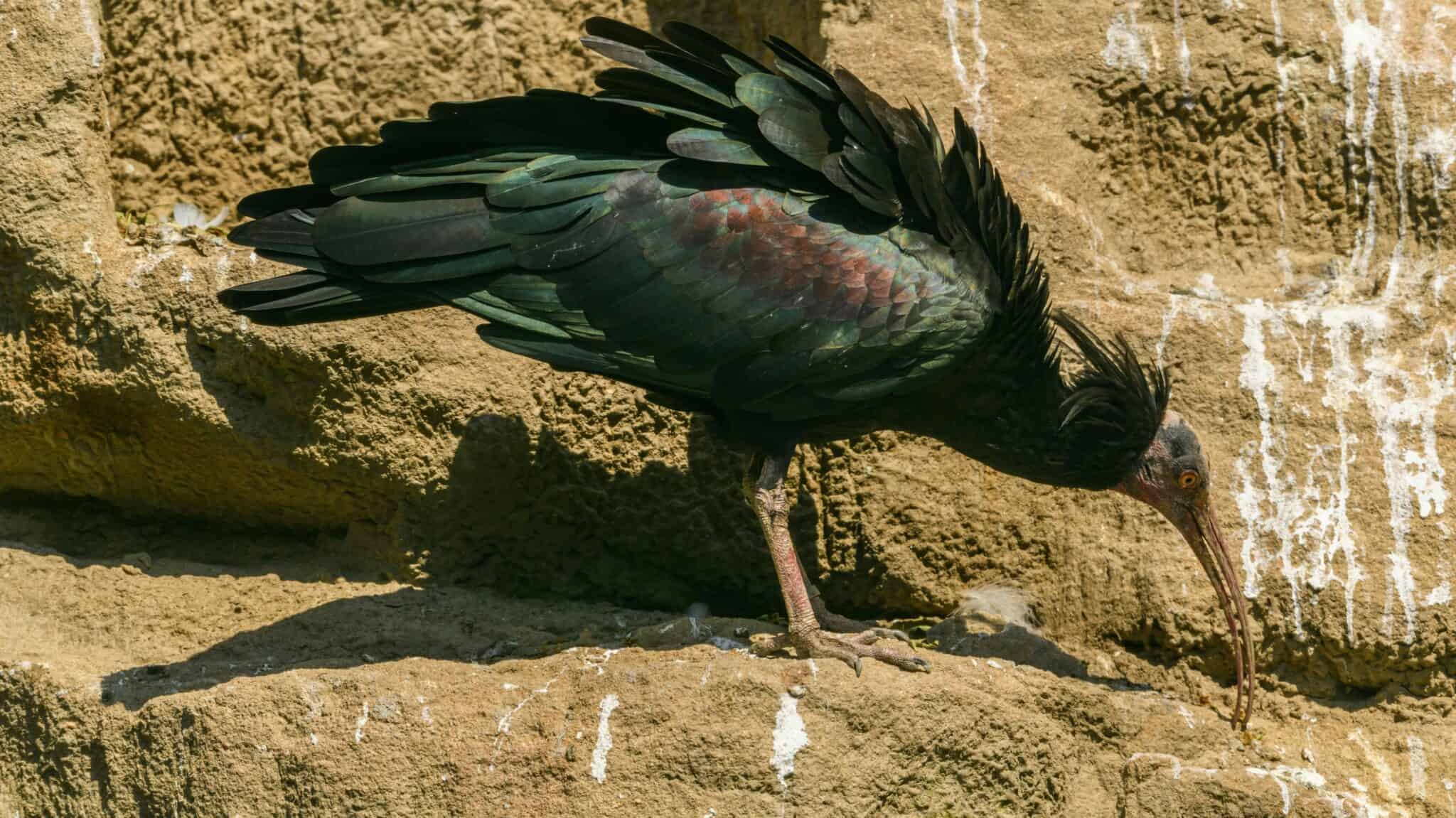 Europe’s Endangered Northern Bald Ibis Takes Flight with Human Guidance ...