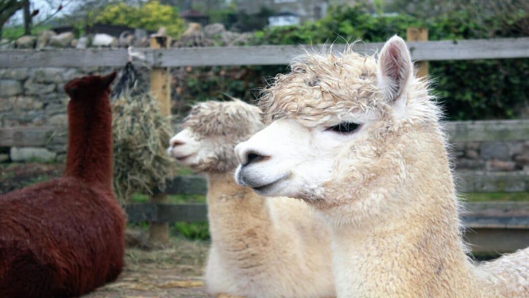 The Top 11 Most Googled Animal Hybrids - Animals Around The Globe