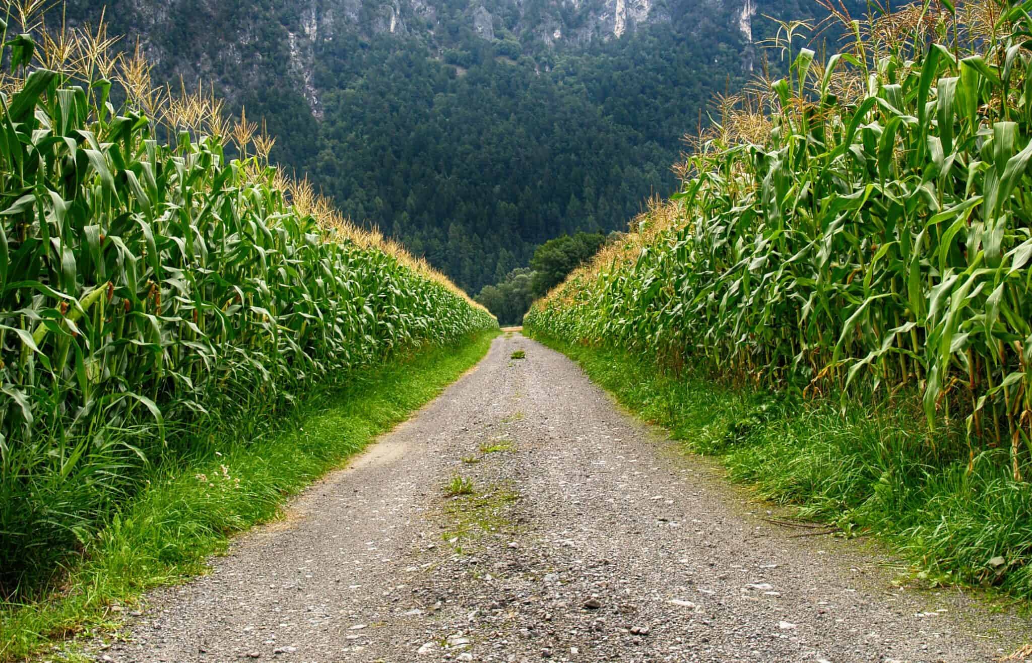 11 Must-Do Activities for the American Fall - Animals Around The Globe