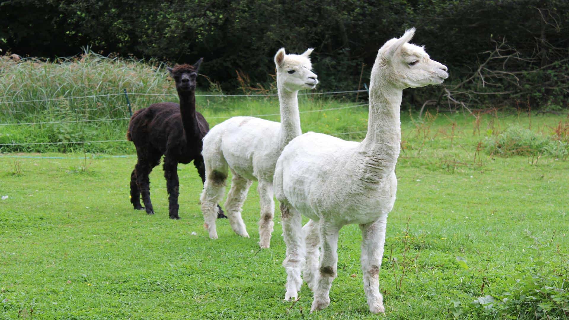 16 Baby Animals That Bond With Humans Instantly - Animals Around The Globe