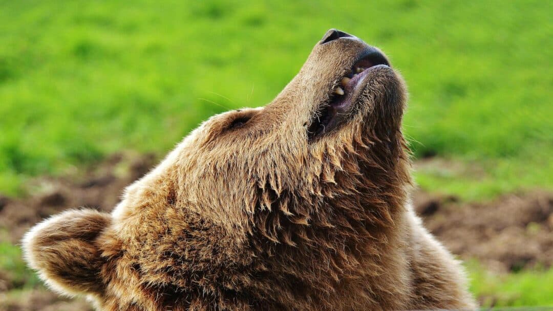 This Bear Can Smell Food from 18 Miles Away - Animals Around The Globe