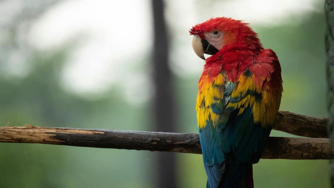 Are Parrots Really as Smart as 5-Year-Olds? - Animals Around The Globe