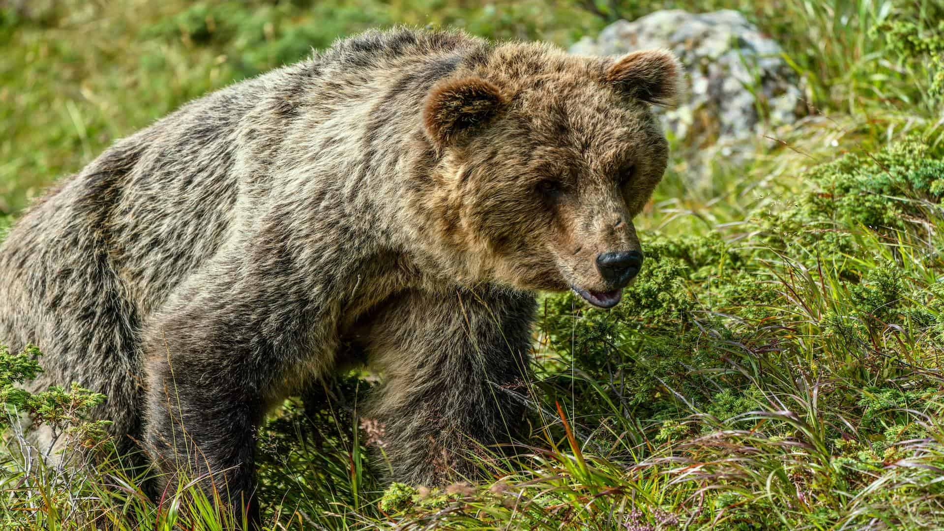 This Bear Can Smell Food from 18 Miles Away - Animals Around The Globe