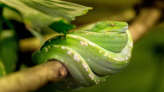 13 Airborne Animals That Glide Without Wings - Animals Around The Globe