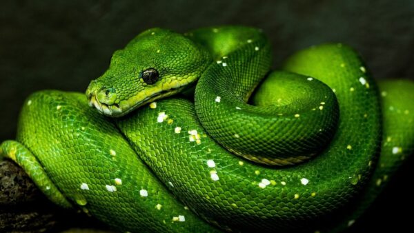 14 Most Beautiful Snakes Found in the Wild - Animals Around The Globe