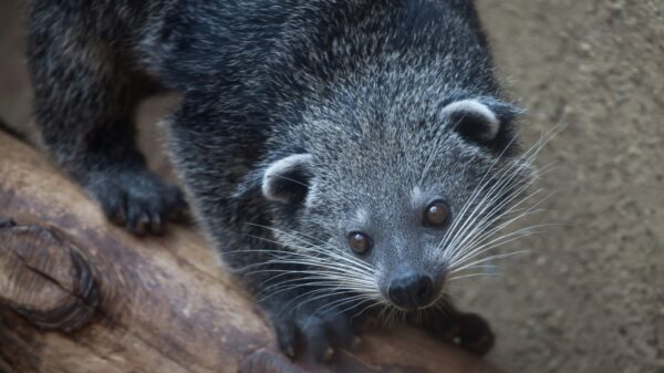 What Is a Binturong? 12 Facts About One of Nature’s Most Critically ...