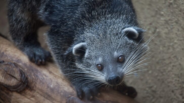 What Is a Binturong? 12 Facts About One of Nature’s Most Critically ...