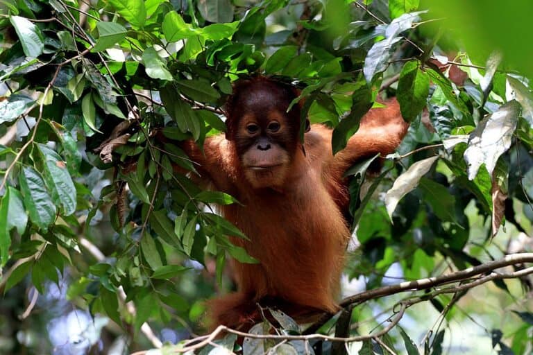 10 Famous Monkeys in Pop Culture and Science - Animals Around The Globe