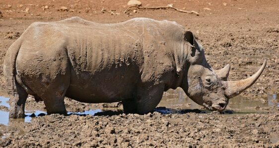 The Northern White Rhino’s Last Hope: Science’s Role in Conservation ...