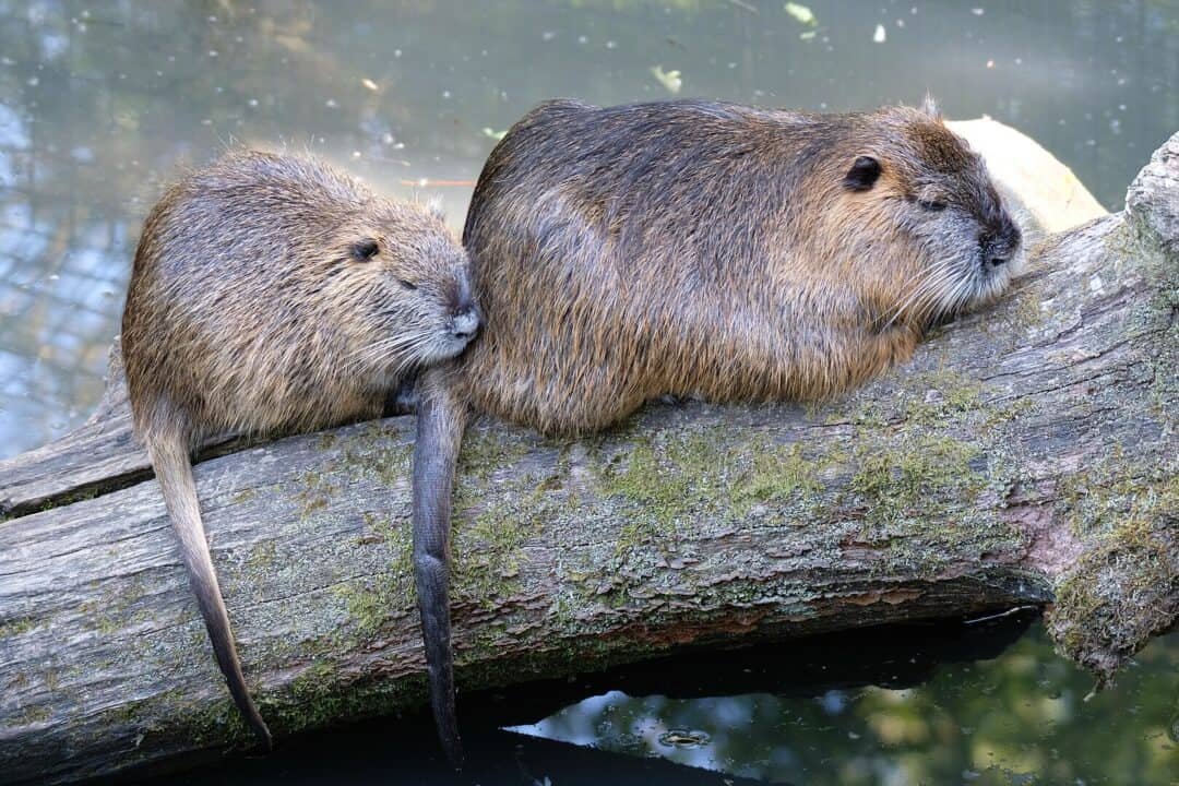 Rodents - Animals Around The Globe
