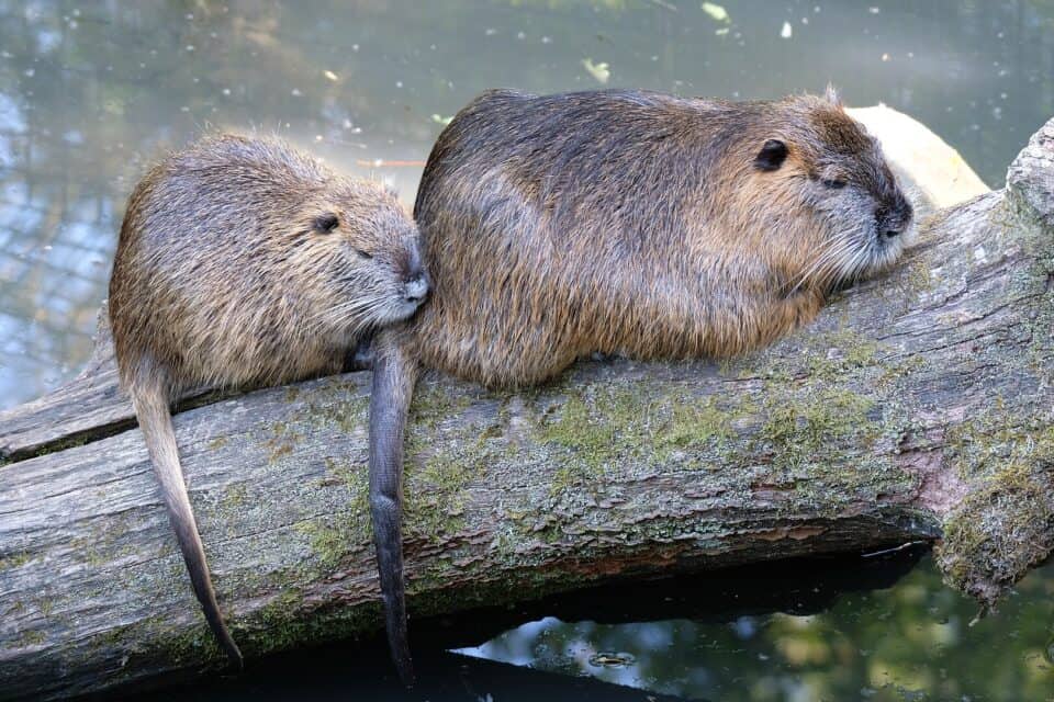 Rodents - Animals Around The Globe