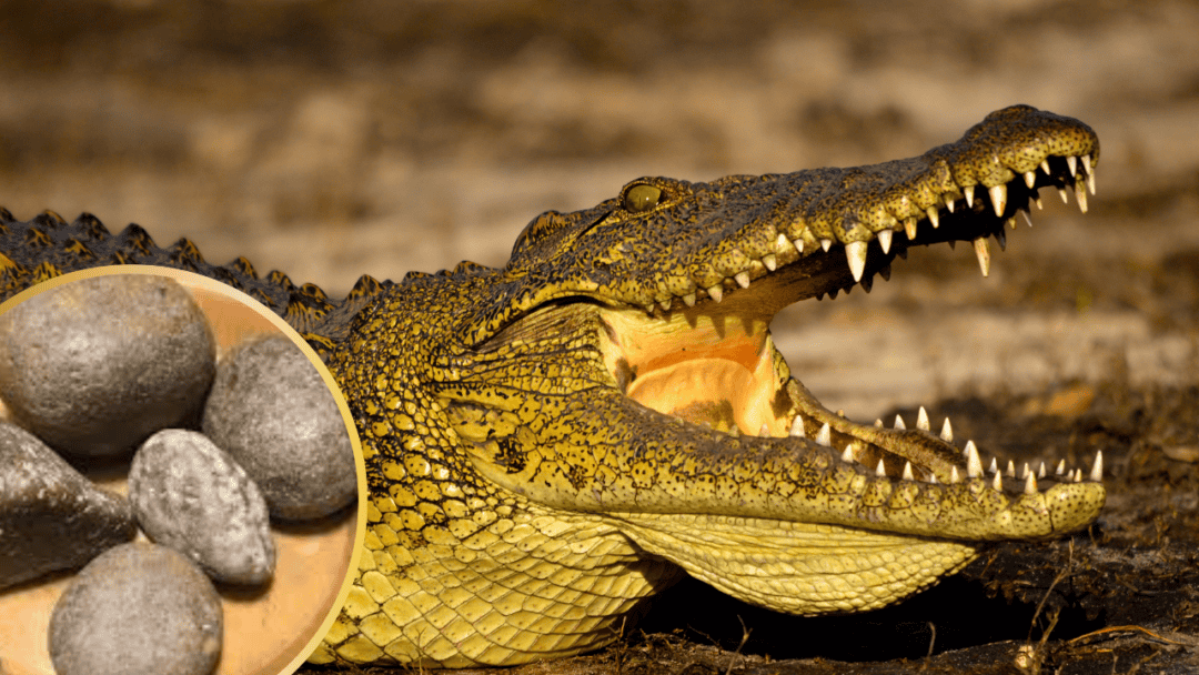What Really Happens When a Cobra Hears Music - Animals Around The Globe