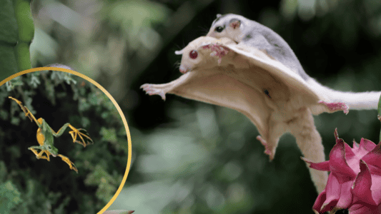 10 Land Animals That Can Fly - Animals Around The Globe