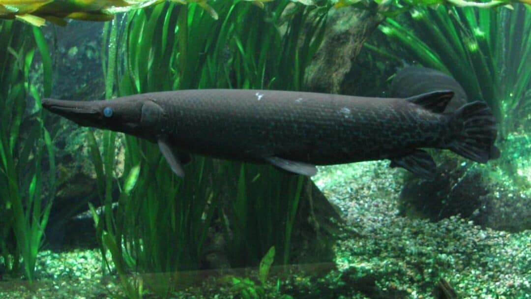 The Alligator Gar That Swam With Dinosaurs 100 Million Years Ago