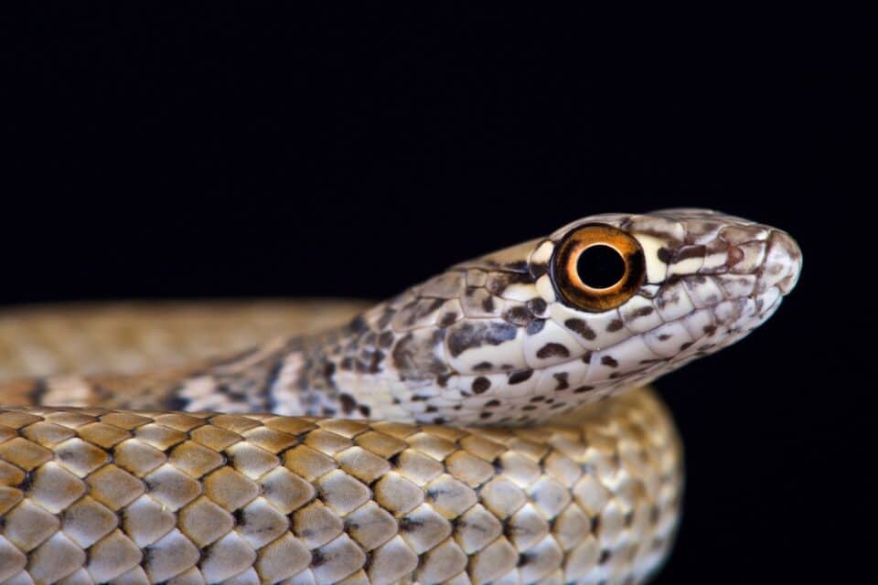 This Fascinating Snake Species Found in the U.S. Gets Better Vision In ...