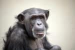 This Is How Michael Jackson's Monkey Is Doing Now - Animals Around The ...