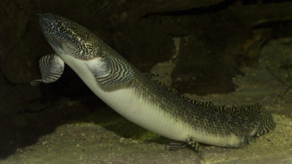 11 Cold Blooded Creatures That Survive in the Harshest Places - Animals ...
