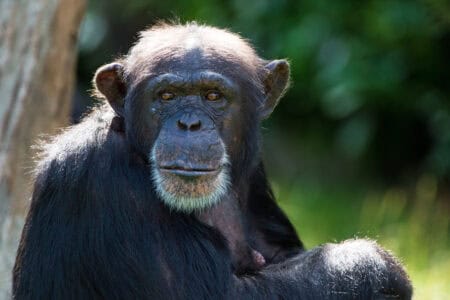 Chimps Use Spears to Hunt