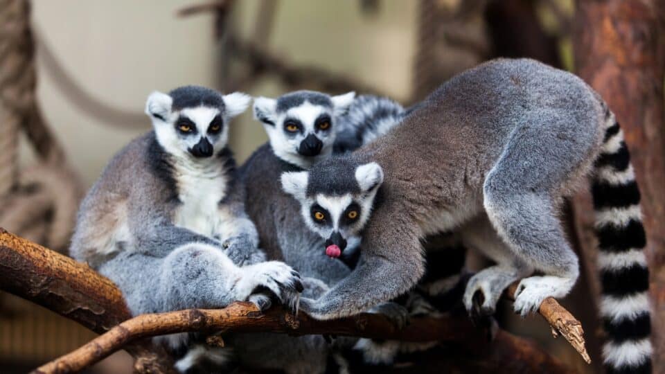 12 Land Animals That Can Fly or Glide - Animals Around The Globe