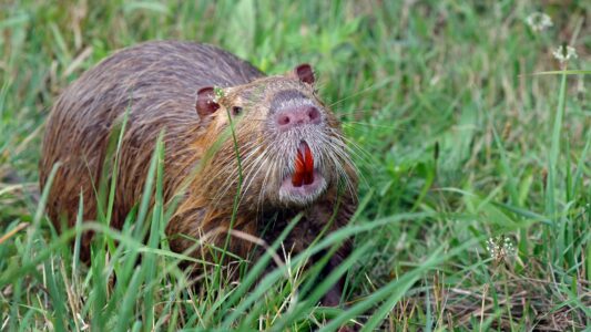 How Beavers Are Shaping Entire Ecosystems Across North America