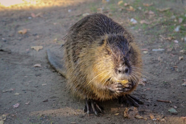 California's Giant Rodent Problem Officials Race to Protect Bay Area ...
