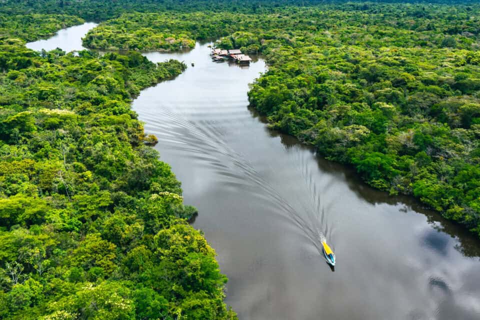 Is The Amazon Rainforest's Biodiversity In Danger? - Animals Around The ...