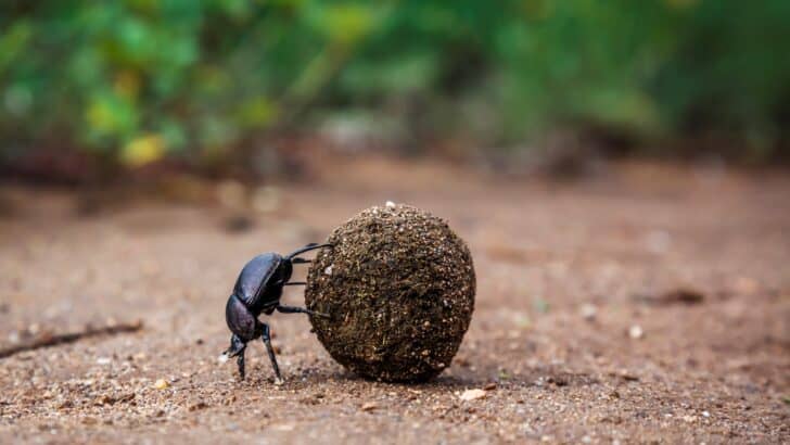 Top 10 Fortest Animals in the World by Strength - Animals Around The Globe