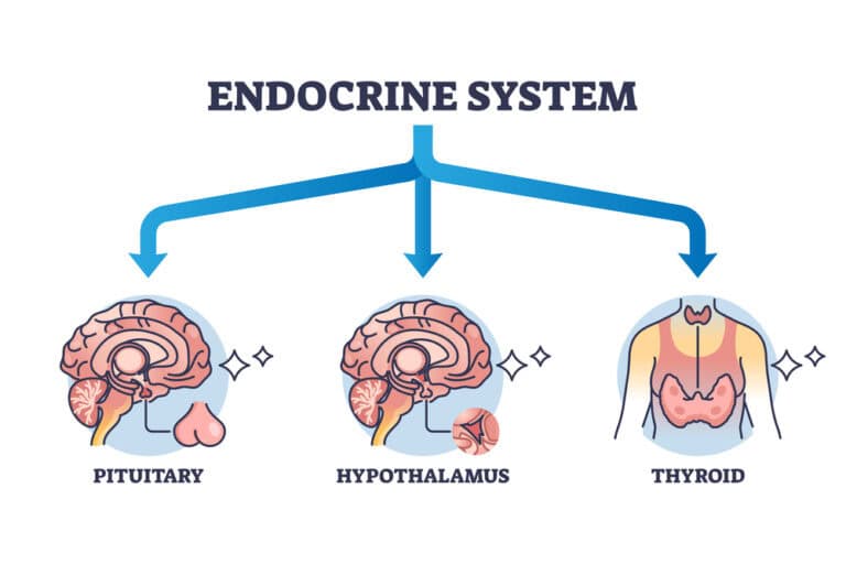Hormones and Behavior: The Role of Endocrine Systems in Animal Life ...