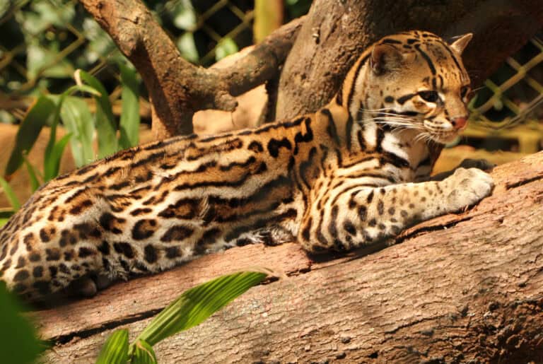 The Most Elusive Big Cats Still Prowling America