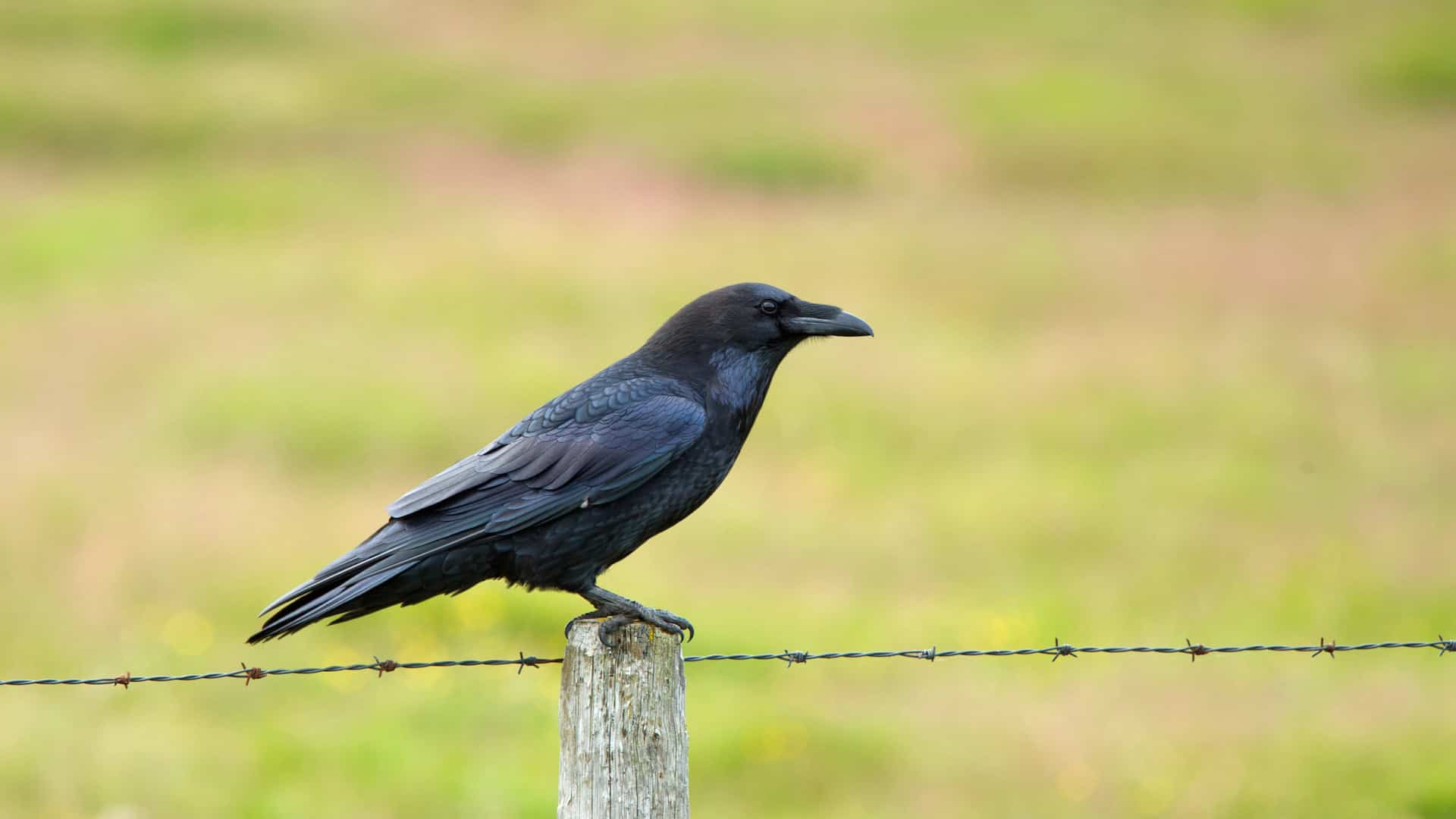 15 Most Intelligent Bird Species on Earth - Animals Around The Globe