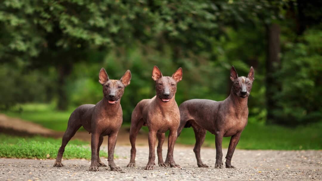 The Bizarre World Of Hairless Animals