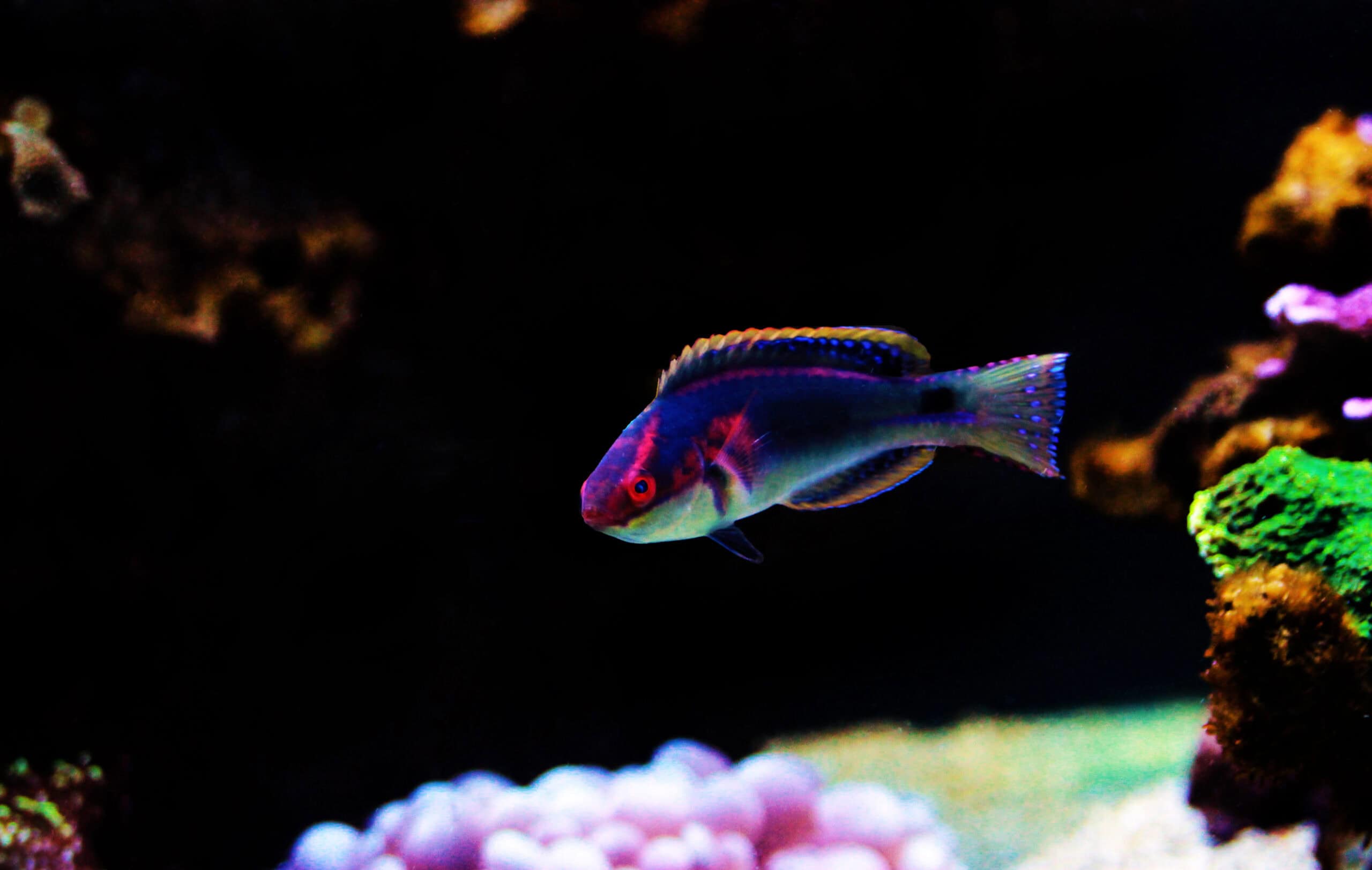 The Most Colorful Fish Ever Caught in Hawaii’s Reefs - Animals Around ...