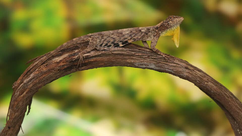 Top 10 Coolest Lizards in the World