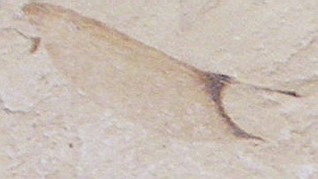 The First Fossil Ever Found In The History Of Hong Kong