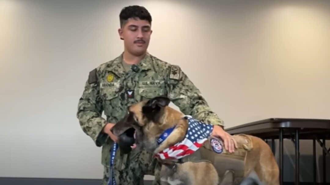 The Emotional Reunion Of Retired Military Dog And His Former Handler ...