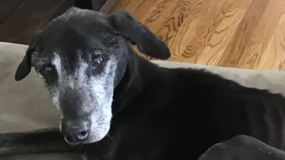 Heartbroken And Terrified Dog’s Cries To Be Saved From His Final ...